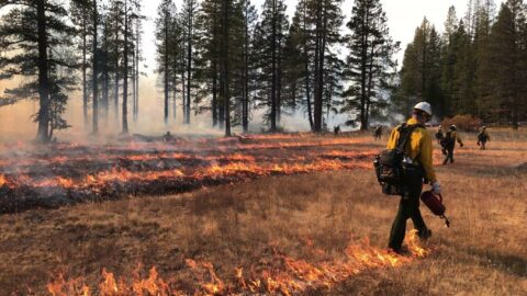 Prescribed fire & cultural burning training | Sierra Nevada Conservancy